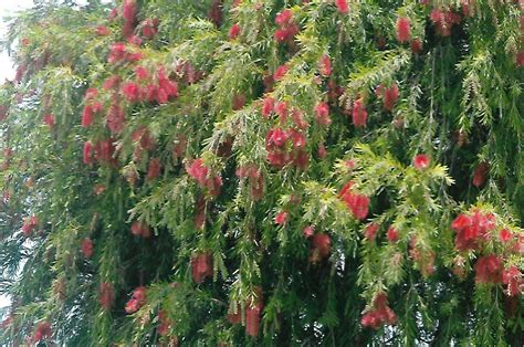 Callistemon Viminalis An Abceeds Callistemon Viminalis An Abceeds