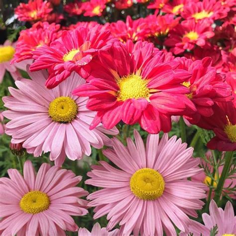 Pyrethrum Tanacetum Chrysanthemum Seeds 2000 Pyrethrum Tanacetum Coccineum