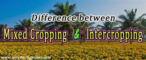 Intercropping Vs Mixed Farming Plant Breeding Biology Class Farm