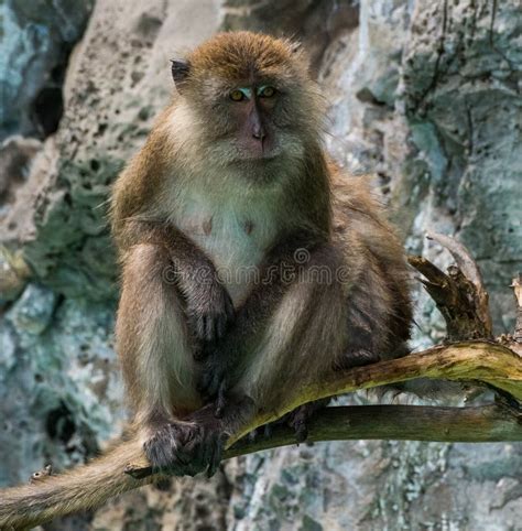 Long Tailed Monkey Stock Image Image Of Asia Alphamale 107237325