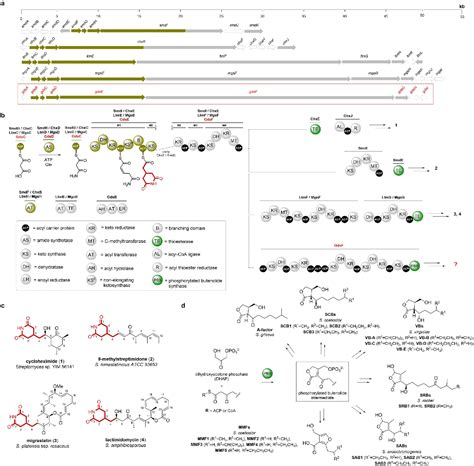 Figure 1 From Genomics‐driven Discovery Of A Novel Glutarimide Antibiotic From Burkholderia