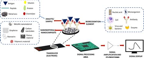 Illustration Of The Components Of An Electrochemical Immunosensor