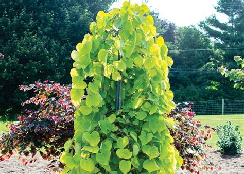 Dwarf Weeping Redbud Tree