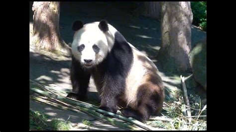 大熊猫也是有脾气的！大熊猫家宝 Youtube