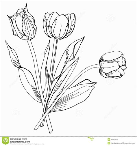 Tulip Flower Drawing At Getdrawings Free Download