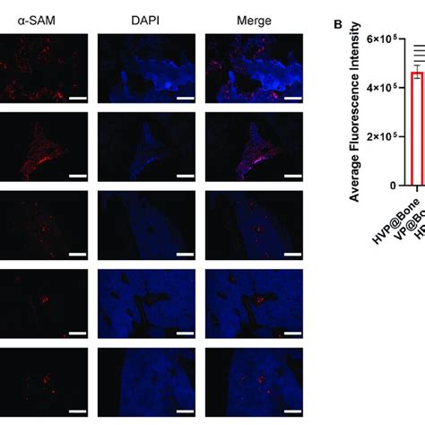A The Results Of Calcein Pi Staining At 3 Days Scale Bar 100 μm Download Scientific