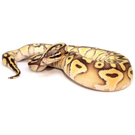 Python Royal Lesser Python Regius