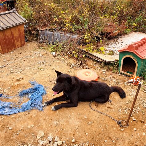 경기도 강아지를 찾습니다 강아지찾아요 유기견보호센터