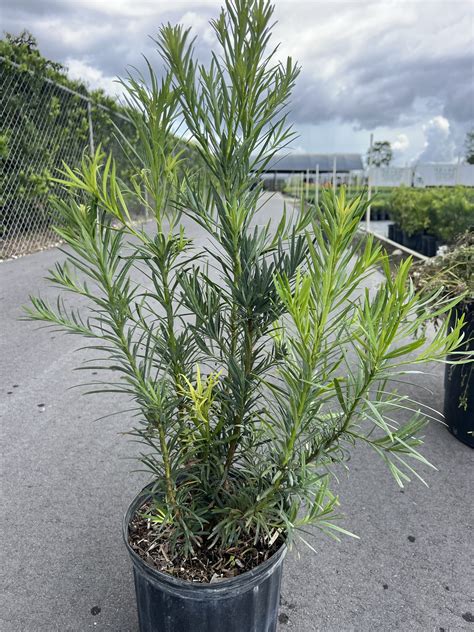 Podocarpus Colibri Nursery