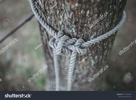 Rope Wrapped Around Tree Stock Photo 1175707285 Shutterstock