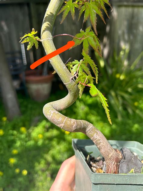 Too Early Too Late Or Perfect Timing For A Trunk Chop Rbonsai