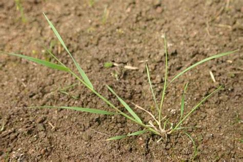 Agrostis Capillaris
