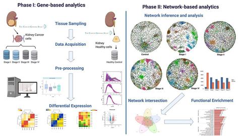 Frontiers Gene Expression And Co Expression Networks Are Strongly Altered Through Stages In