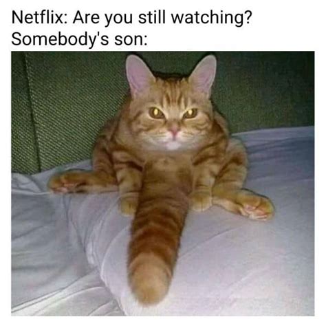 25 Penis Memes Thatll Make It Hard Not To Laugh In 2024