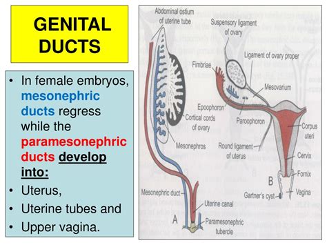Ppt Development Of Female Genital System Powerpoint Presentation