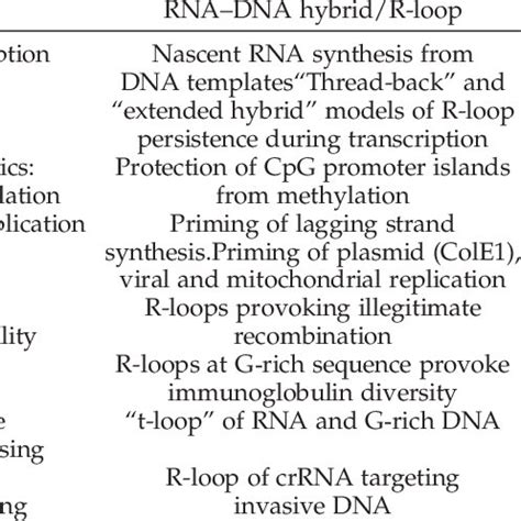 A R Loops Are Characterised By Invasion Of An RNA Strand Into Duplex Download Scientific