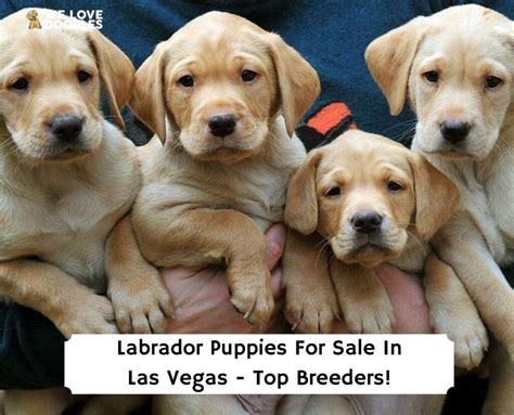 Labrador Puppies In Las Vegas For Sale Top 6 Breeders We Love Doodles