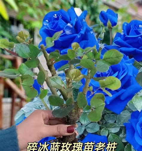 蓝色花语有哪些特别含义 花语含义 花树园