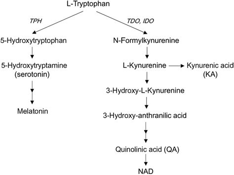 Tryptophan Metabolism Along Kynurenine And Serotonin Pathways Ido Download Scientific Diagram