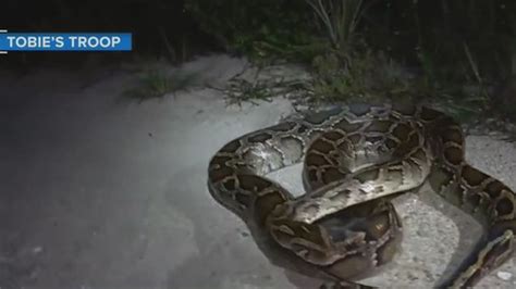 Python Invasion Exploding Out Of Florida Everglades Haystack News