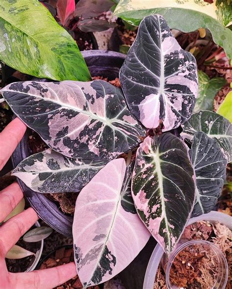 Alocasia Black Velvet Pink Variegated Planting Corms Etsy