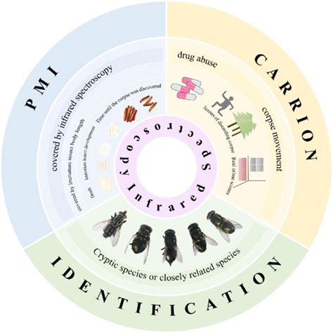 Application Scenarios For Forensic Entomology Combined With Infrared Download Scientific