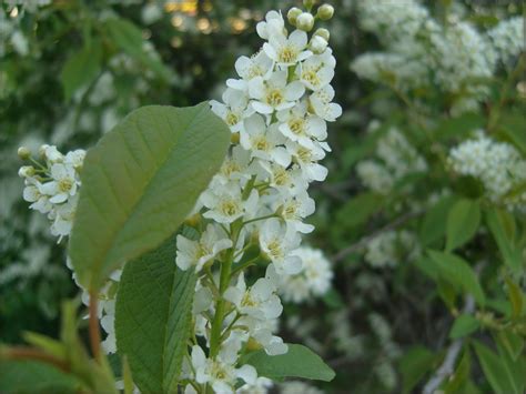 Цагаан цэцэг P Hehe View On White Maad Flickr