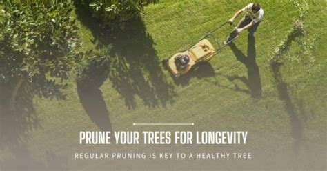 The Importance Of Regular Pruning Boosting Tree Longevity