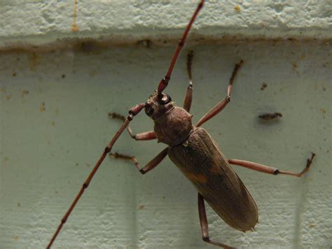 Big Bug A Long Antennad Beetle See Next Photo For The Le… Flickr