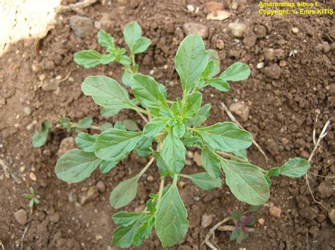 Yabancı Ot Amaranthus Albus L