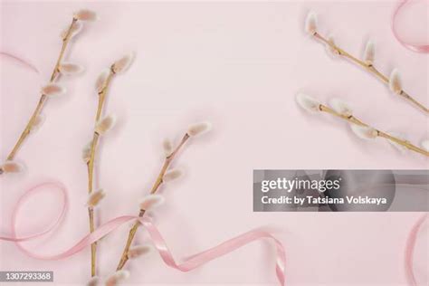 Pink Willow Tree Photos And Premium High Res Pictures Getty Images