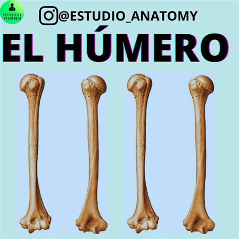 Resúmenes De Húmero Descarga Apuntes De Húmero