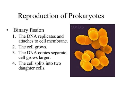 Prokaryote Classification Ppt
