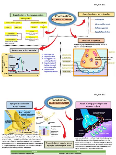 Chapter 10 Coordination Pdf Chemical Synapse Action Potential