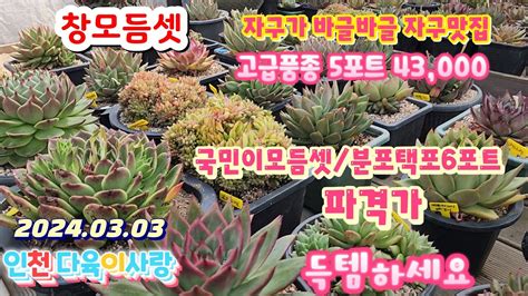 다육이사랑4창모듬셋국민이모듬셋분포택포파격가세일고급화분포함득템하세요 Youtube