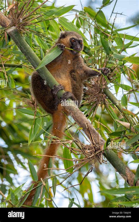 The Eastern Lesser Bamboo Lemur Hapalemur Griseus Also Known As The