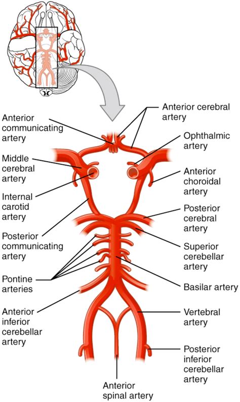 Circle Of Willis Diagram