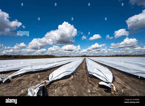 Agriculture In Netherlands White Asparagus Fields Covered With Plastic