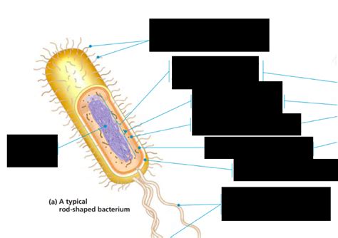 Rod Shaped Bacteria Diagram Rod Shaped Bacteria An Overview Of Common