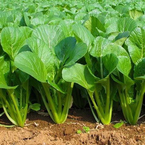 Mustasa Plant