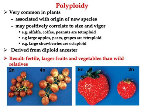 Ppt Genetics And Plant Breeding Powerpoint Presentation Free Download Id 1113995