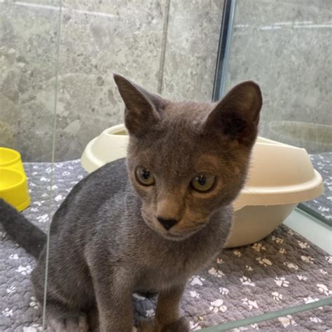 러시안블루 택이 말티폼키우는방법 보더콜리키우는방법 프렌치불독키우는방법 빠삐용키우는방법 파피용키우는방법 사모예드키우는방법 스피츠키우는방법 시바견키우는방법 시베리안허스키키우는