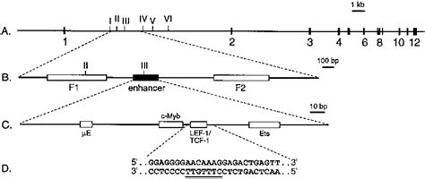 A Schematic Representation Of The Human Ada Gene And Enhancer Region Download Scientific