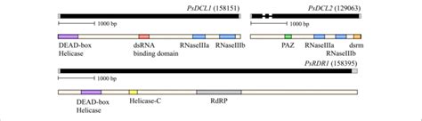 Organization Of P Sojae Small Rna Biogenesis Genes And Proteins