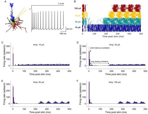 Temporal Response Of Model Neurons To Icms At Different Stimulation