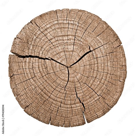 Cross Section Of Tree Trunk Showing Growth Rings On White Stock Photo Adobe Stock