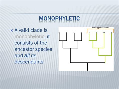 Ppt Phylogeny And The Tree Of Life Powerpoint Presentation Free