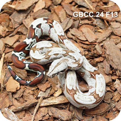 F13dsc08414 Sold Normal Female F13 Matt Mueller Flickr