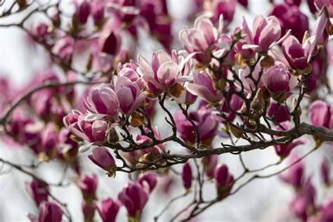 玉兰花图素材 玉兰花图模板 玉兰花图图片免费下载 设图网