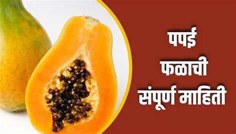 पपई फळाची संपूर्ण माहिती Papaya Fruit Information In Marathi विकीमित्र